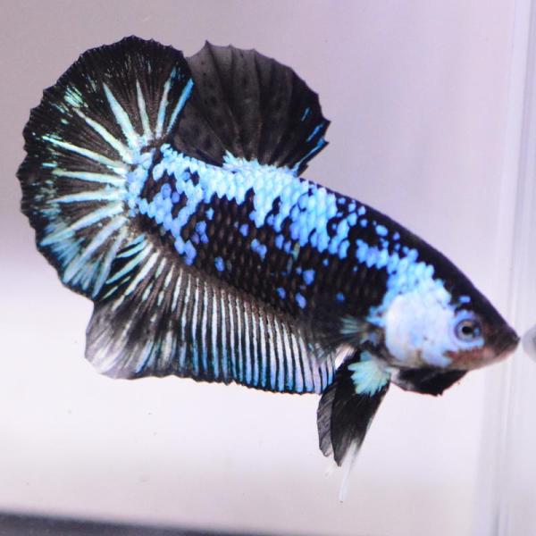 タイ産　サイズM★体長（ヒレを含まないボディのみのサイズ）S：2〜3cm程度M：3〜4cm程度L：4cm以上★発送、お引き渡し死着保証の関係もあり、お届け日指定は必須となります。お届け日指定は、ご注文より5日間までに限らせて頂きます。お届け...