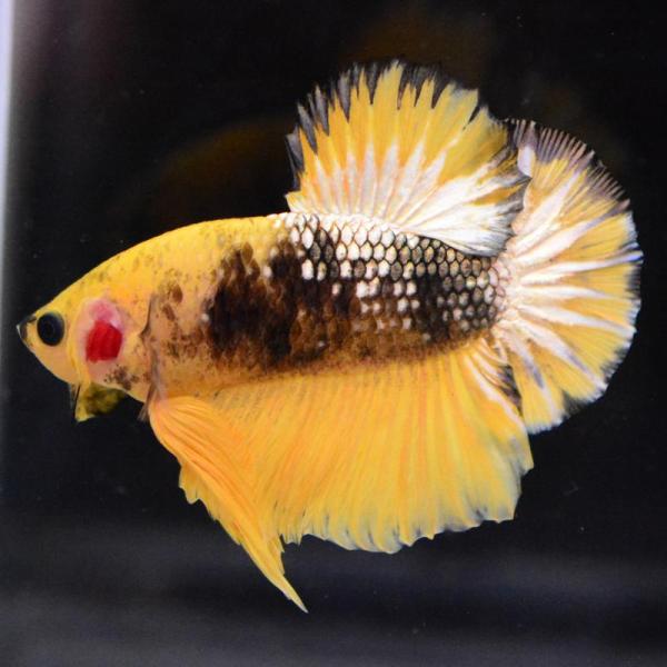 タイ産　サイズM★体長（ヒレを含まないボディのみのサイズ）S：2〜3cm程度M：3〜4cm程度L：4cm以上★発送、お引き渡し死着保証の関係もあり、お届け日指定は必須となります。お届け日指定は、ご注文より5日間までに限らせて頂きます。お届け...