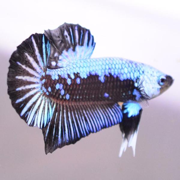 タイ産　サイズM★体長（ヒレを含まないボディのみのサイズ）S：2〜3cm程度M：3〜4cm程度L：4cm以上★発送、お引き渡し死着保証の関係もあり、お届け日指定は必須となります。お届け日指定は、ご注文より5日間までに限らせて頂きます。お届け...