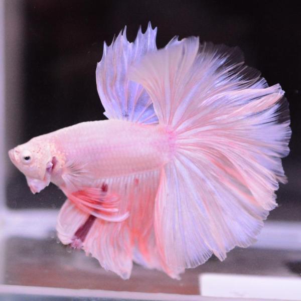 タイ産　サイズM★体長（ヒレを含まないボディのみのサイズ）S：2〜3cm程度M：3〜4cm程度L：4cm以上★発送、お引き渡し死着保証の関係もあり、お届け日指定は必須となります。お届け日指定は、ご注文より5日間までに限らせて頂きます。お届け...