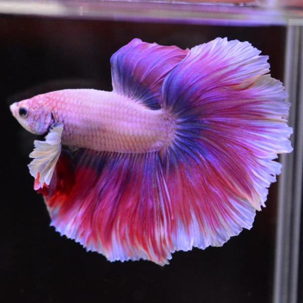 タイ産　サイズL★体長（ヒレを含まないボディのみのサイズ）S：2〜3cm程度M：3〜4cm程度L：4cm以上★発送、お引き渡し死着保証の関係もあり、お届け日指定は必須となります。お届け日指定は、ご注文より5日間までに限らせて頂きます。お届け...