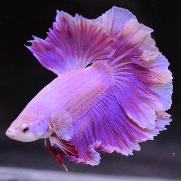 タイ産　サイズL★体長（ヒレを含まないボディのみのサイズ）S：2〜3cm程度M：3〜4cm程度L：4cm以上★発送、お引き渡し死着保証の関係もあり、お届け日指定は必須となります。お届け日指定は、ご注文より5日間までに限らせて頂きます。お届け...