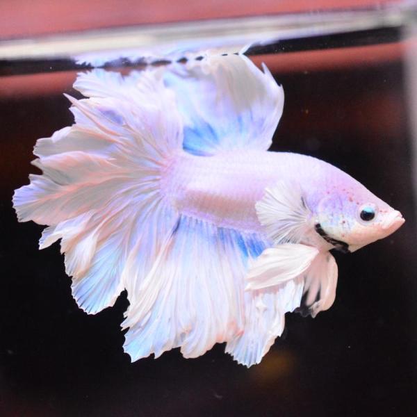 タイ産　サイズL★体長（ヒレを含まないボディのみのサイズ）S：2〜3cm程度M：3〜4cm程度L：4cm以上★発送、お引き渡し死着保証の関係もあり、お届け日指定は必須となります。お届け日指定は、ご注文より5日間までに限らせて頂きます。お届け...