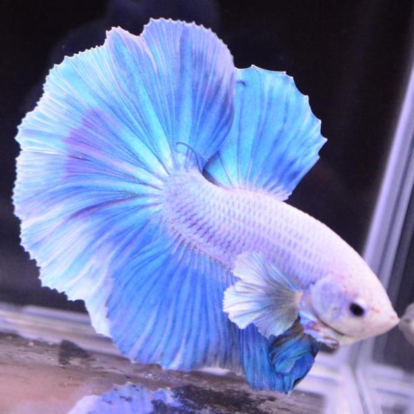 タイ産　サイズM★体長（ヒレを含まないボディのみのサイズ）S：2〜3cm程度M：3〜4cm程度L：4cm以上★発送、お引き渡し死着保証の関係もあり、お届け日指定は必須となります。お届け日指定は、ご注文より5日間までに限らせて頂きます。お届け...