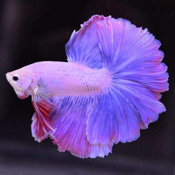 タイ産　サイズL★体長（ヒレを含まないボディのみのサイズ）S：2〜3cm程度M：3〜4cm程度L：4cm以上★発送、お引き渡し死着保証の関係もあり、お届け日指定は必須となります。お届け日指定は、ご注文より5日間までに限らせて頂きます。お届け...