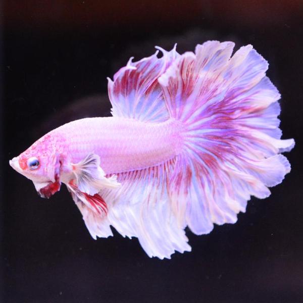 タイ産　サイズL★体長（ヒレを含まないボディのみのサイズ）S：2〜3cm程度M：3〜4cm程度L：4cm以上★発送、お引き渡し死着保証の関係もあり、お届け日指定は必須となります。お届け日指定は、ご注文より5日間までに限らせて頂きます。お届け...