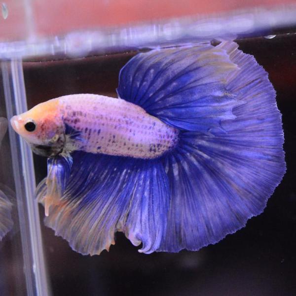 タイ産　サイズM★体長（ヒレを含まないボディのみのサイズ）S：2〜3cm程度M：3〜4cm程度L：4cm以上★発送、お引き渡し死着保証の関係もあり、お届け日指定は必須となります。お届け日指定は、ご注文より5日間までに限らせて頂きます。お届け...