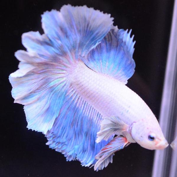 タイ産　サイズM★体長（ヒレを含まないボディのみのサイズ）S：2〜3cm程度M：3〜4cm程度L：4cm以上★発送、お引き渡し死着保証の関係もあり、お届け日指定は必須となります。お届け日指定は、ご注文より5日間までに限らせて頂きます。お届け...