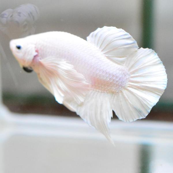 タイ産　サイズLL(全長約：5.5ｃm)　★発送、お引き渡し・地域最短時間受け取り（例：東京の場合午前着指定）で死着保障がつきます。ヤマト運輸、お届け予定日検索から発地4240902、着地へお客様の郵便番号を入力していただくと最短時間が表示...