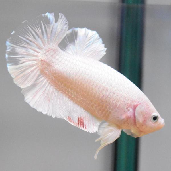 タイ産　サイズLL(全長約：5.5ｃm)　★発送、お引き渡し・地域最短時間受け取り（例：東京の場合午前着指定）で死着保障がつきます。ヤマト運輸、お届け予定日検索から発地4240902、着地へお客様の郵便番号を入力していただくと最短時間が表示...