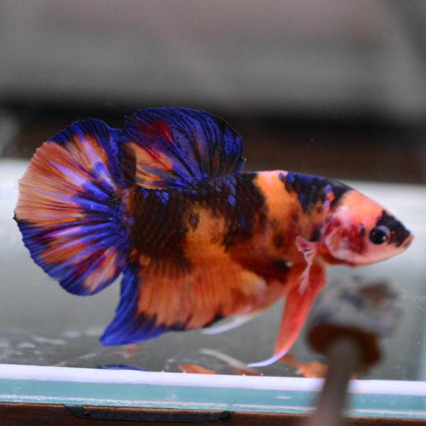 タイ産　サイズLL(全長約：6.0ｃm)　★発送、お引き渡し・地域最短時間受け取り（例：東京の場合午前着指定）で死着保障がつきます。ヤマト運輸、お届け予定日検索から発地4240902、着地へお客様の郵便番号を入力していただくと最短時間が表示...