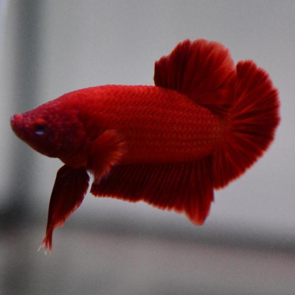 タイ産　サイズLL(全長約：5.0ｃm)　★発送、お引き渡し・地域最短時間受け取り（例：東京の場合午前着指定）で死着保障がつきます。ヤマト運輸、お届け予定日検索から発地4240902、着地へお客様の郵便番号を入力していただくと最短時間が表示...