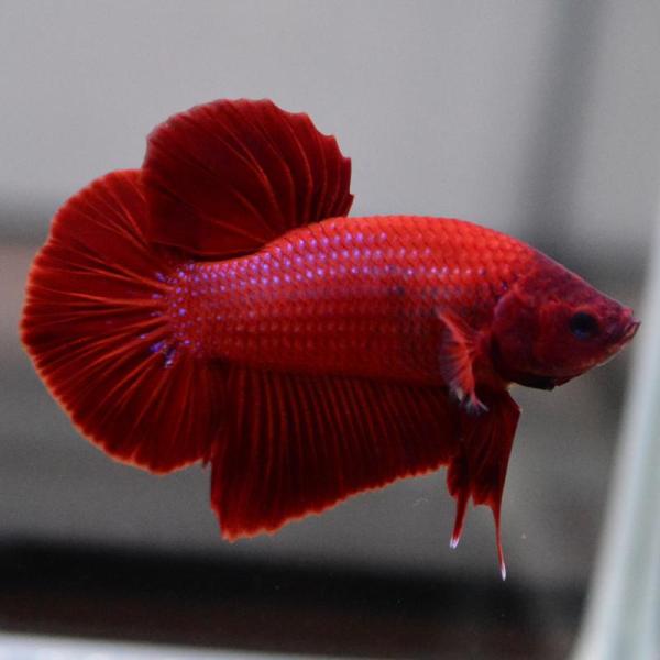 タイ産　サイズLL(全長約：6.0ｃm)　★発送、お引き渡し・地域最短時間受け取り（例：東京の場合午前着指定）で死着保障がつきます。ヤマト運輸、お届け予定日検索から発地4240902、着地へお客様の郵便番号を入力していただくと最短時間が表示...