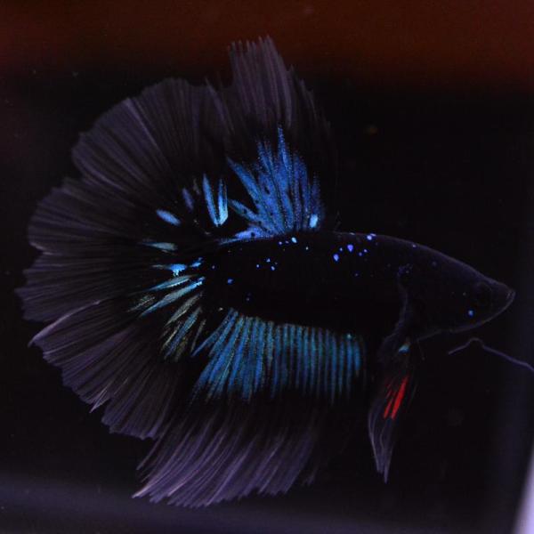 タイ産　サイズM★体長（ヒレを含まないボディのみのサイズ）S：2〜3cm程度M：3〜4cm程度L：4cm以上★発送、お引き渡し死着保証の関係もあり、お届け日指定は必須となります。お届け日指定は、ご注文より5日間までに限らせて頂きます。お届け...