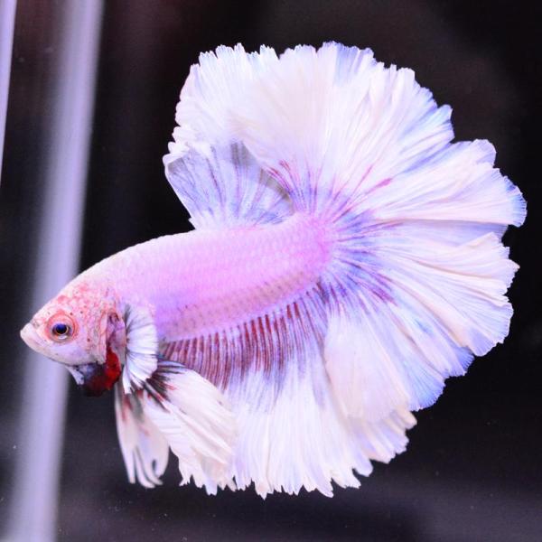 タイ産　サイズM★体長（ヒレを含まないボディのみのサイズ）S：2〜3cm程度M：3〜4cm程度L：4cm以上★発送、お引き渡し死着保証の関係もあり、お届け日指定は必須となります。お届け日指定は、ご注文より5日間までに限らせて頂きます。お届け...