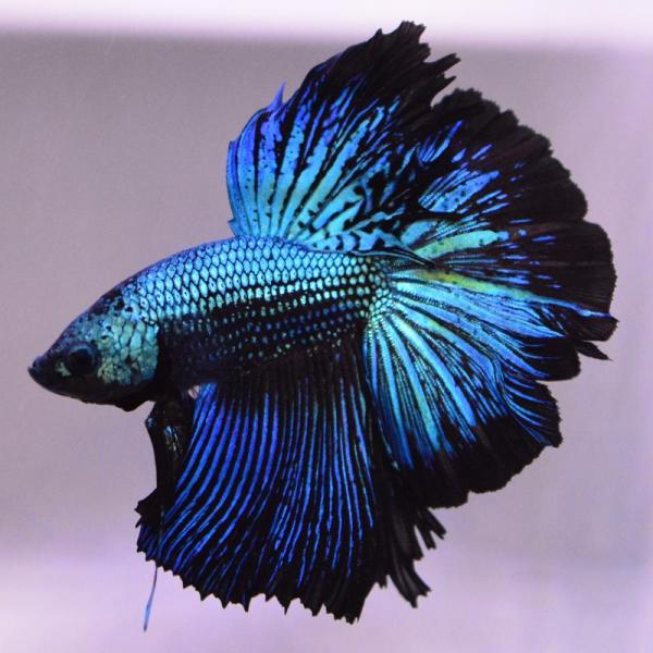 タイ産　サイズM★体長（ヒレを含まないボディのみのサイズ）S：2〜3cm程度M：3〜4cm程度L：4cm以上★発送、お引き渡し死着保証の関係もあり、お届け日指定は必須となります。お届け日指定は、ご注文より5日間までに限らせて頂きます。お届け...