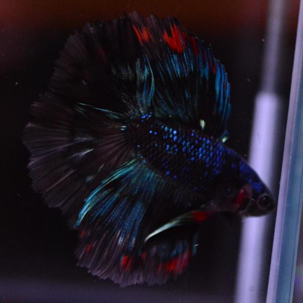 タイ産　サイズM★体長（ヒレを含まないボディのみのサイズ）S：2〜3cm程度M：3〜4cm程度L：4cm以上★発送、お引き渡し死着保証の関係もあり、お届け日指定は必須となります。お届け日指定は、ご注文より5日間までに限らせて頂きます。お届け...