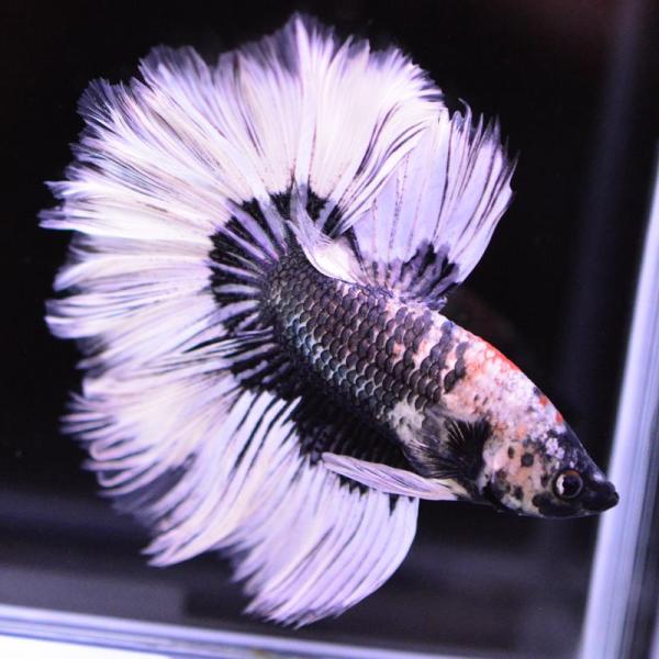 タイ産　サイズL★体長（ヒレを含まないボディのみのサイズ）S：2〜3cm程度M：3〜4cm程度L：4cm以上★発送、お引き渡し死着保証の関係もあり、お届け日指定は必須となります。お届け日指定は、ご注文より5日間までに限らせて頂きます。お届け...