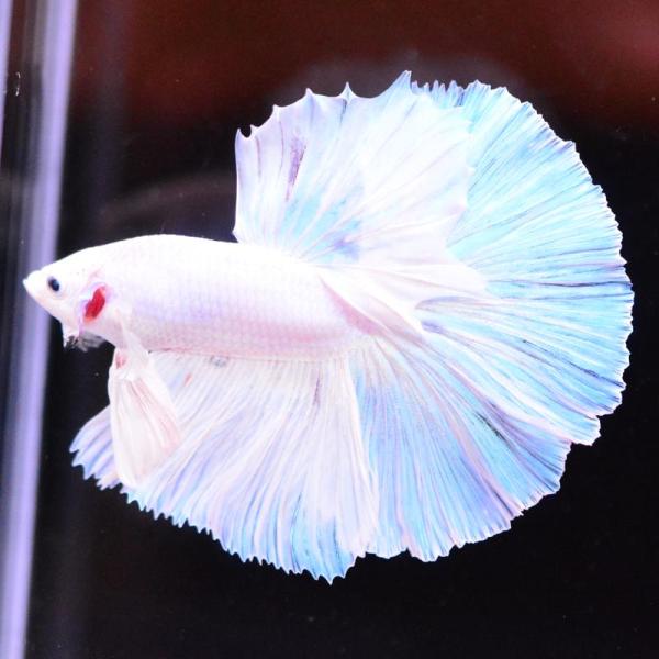 タイ産　サイズL★体長（ヒレを含まないボディのみのサイズ）S：2〜3cm程度M：3〜4cm程度L：4cm以上★発送、お引き渡し死着保証の関係もあり、お届け日指定は必須となります。お届け日指定は、ご注文より5日間までに限らせて頂きます。お届け...