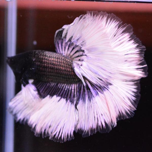 タイ産　サイズL★体長（ヒレを含まないボディのみのサイズ）S：2〜3cm程度M：3〜4cm程度L：4cm以上★発送、お引き渡し死着保証の関係もあり、お届け日指定は必須となります。お届け日指定は、ご注文より5日間までに限らせて頂きます。お届け...