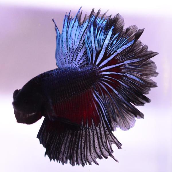 タイ産　サイズL★体長（ヒレを含まないボディのみのサイズ）S：2〜3cm程度M：3〜4cm程度L：4cm以上★発送、お引き渡し死着保証の関係もあり、お届け日指定は必須となります。お届け日指定は、ご注文より5日間までに限らせて頂きます。お届け...