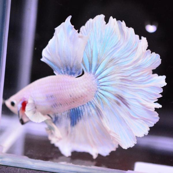 タイ産　サイズL★体長（ヒレを含まないボディのみのサイズ）S：2〜3cm程度M：3〜4cm程度L：4cm以上★発送、お引き渡し死着保証の関係もあり、お届け日指定は必須となります。お届け日指定は、ご注文より5日間までに限らせて頂きます。お届け...