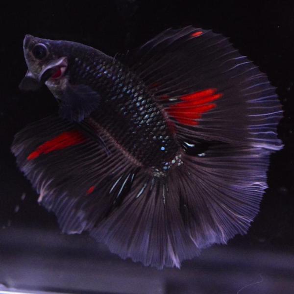 タイ産　サイズM★体長（ヒレを含まないボディのみのサイズ）S：2〜3cm程度M：3〜4cm程度L：4cm以上★発送、お引き渡し死着保証の関係もあり、お届け日指定は必須となります。お届け日指定は、ご注文より5日間までに限らせて頂きます。お届け...