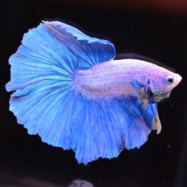 タイ産　サイズM★体長（ヒレを含まないボディのみのサイズ）S：2〜3cm程度M：3〜4cm程度L：4cm以上★発送、お引き渡し死着保証の関係もあり、お届け日指定は必須となります。お届け日指定は、ご注文より5日間までに限らせて頂きます。お届け...