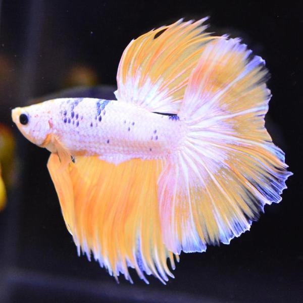 タイ産　サイズM★体長（ヒレを含まないボディのみのサイズ）S：2〜3cm程度M：3〜4cm程度L：4cm以上★発送、お引き渡し死着保証の関係もあり、お届け日指定は必須となります。お届け日指定は、ご注文より5日間までに限らせて頂きます。お届け...