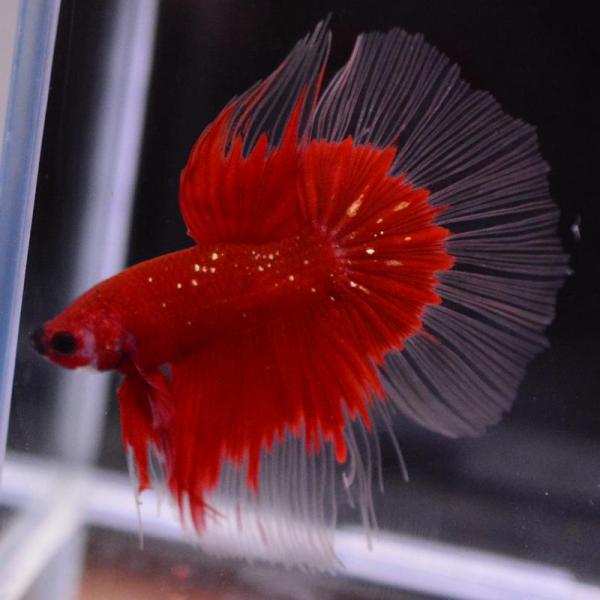 タイ産　サイズM★体長（ヒレを含まないボディのみのサイズ）S：2〜3cm程度M：3〜4cm程度L：4cm以上★発送、お引き渡し死着保証の関係もあり、お届け日指定は必須となります。お届け日指定は、ご注文より5日間までに限らせて頂きます。お届け...