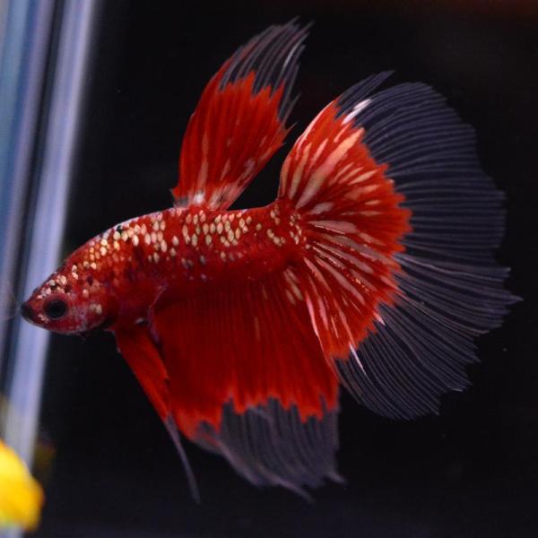 タイ産　サイズM★体長（ヒレを含まないボディのみのサイズ）S：2〜3cm程度M：3〜4cm程度L：4cm以上★発送、お引き渡し死着保証の関係もあり、お届け日指定は必須となります。お届け日指定は、ご注文より5日間までに限らせて頂きます。お届け...