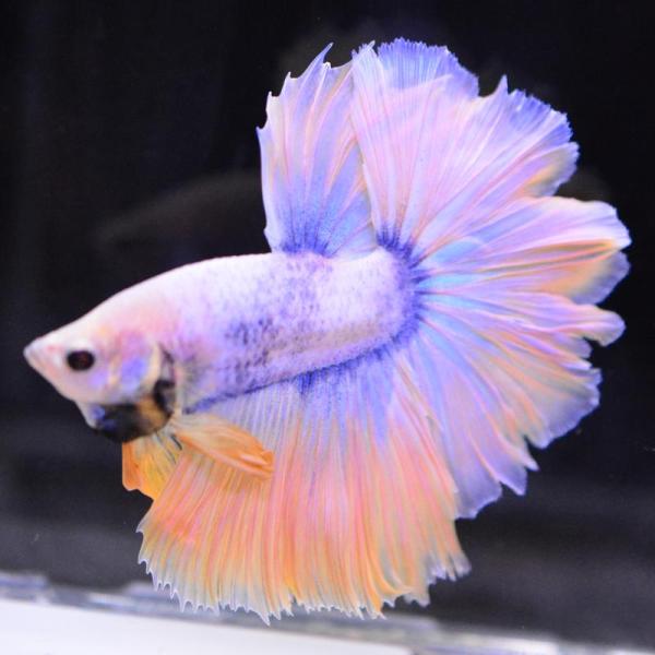 タイ産　サイズM★体長（ヒレを含まないボディのみのサイズ）S：2〜3cm程度M：3〜4cm程度L：4cm以上★発送、お引き渡し死着保証の関係もあり、お届け日指定は必須となります。お届け日指定は、ご注文より5日間までに限らせて頂きます。お届け...