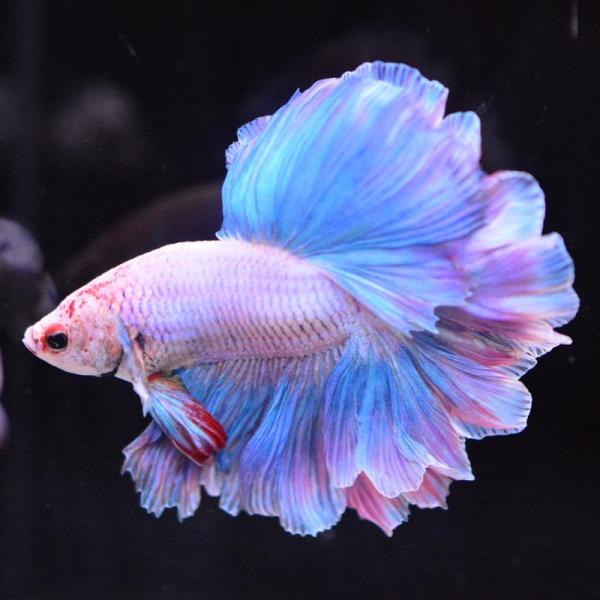 タイ産　サイズM★体長（ヒレを含まないボディのみのサイズ）S：2〜3cm程度M：3〜4cm程度L：4cm以上★発送、お引き渡し死着保証の関係もあり、お届け日指定は必須となります。お届け日指定は、ご注文より5日間までに限らせて頂きます。お届け...