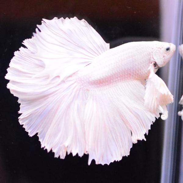 タイ産　サイズL★体長（ヒレを含まないボディのみのサイズ）S：2〜3cm程度M：3〜4cm程度L：4cm以上★発送、お引き渡し死着保証の関係もあり、お届け日指定は必須となります。お届け日指定は、ご注文より5日間までに限らせて頂きます。お届け...