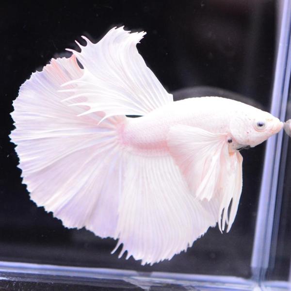 タイ産　サイズL★体長（ヒレを含まないボディのみのサイズ）S：2〜3cm程度M：3〜4cm程度L：4cm以上★発送、お引き渡し死着保証の関係もあり、お届け日指定は必須となります。お届け日指定は、ご注文より5日間までに限らせて頂きます。お届け...