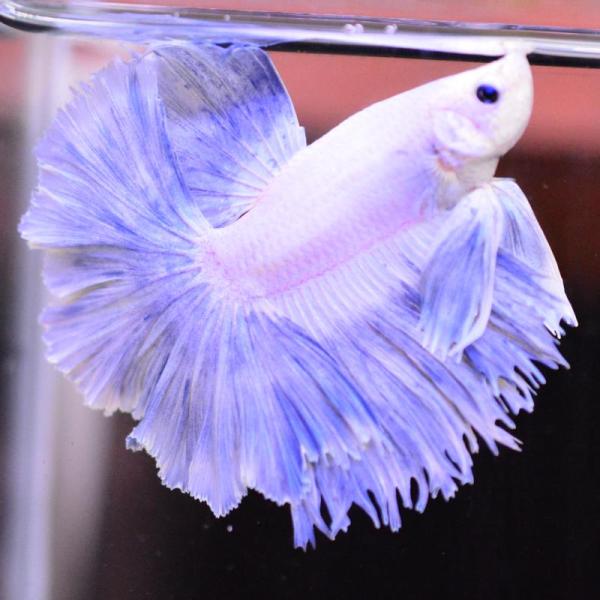 タイ産　サイズL★体長（ヒレを含まないボディのみのサイズ）S：2〜3cm程度M：3〜4cm程度L：4cm以上★発送、お引き渡し死着保証の関係もあり、お届け日指定は必須となります。お届け日指定は、ご注文より5日間までに限らせて頂きます。お届け...