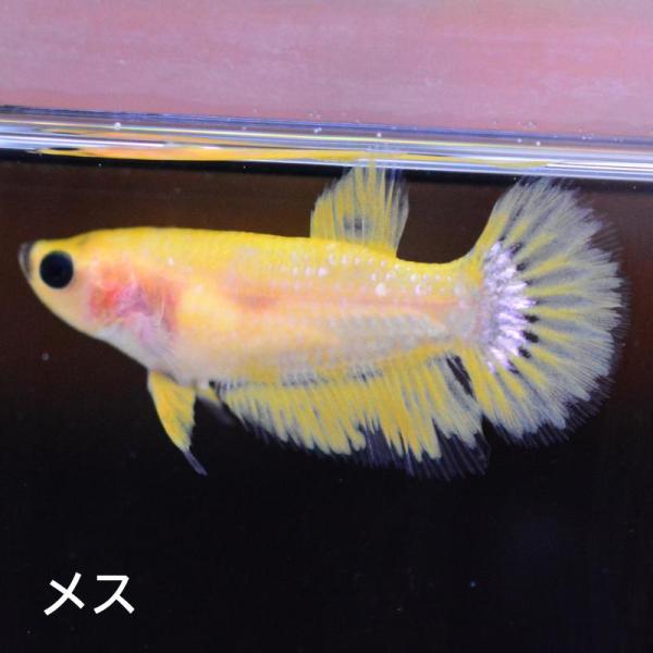 タイ産　サイズM★体長（ヒレを含まないボディのみのサイズ）S：2〜3cm程度M：3〜4cm程度L：4cm以上★発送、お引き渡し死着保証の関係もあり、お届け日指定は必須となります。お届け日指定は、ご注文より5日間までに限らせて頂きます。お届け...