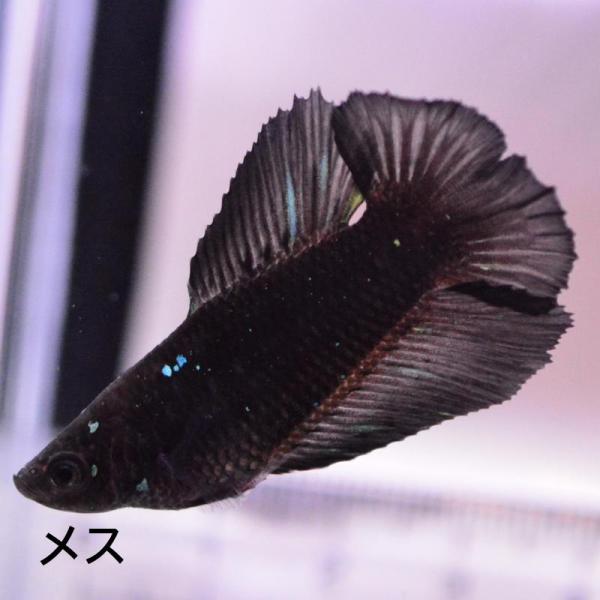 タイ産　サイズM★体長（ヒレを含まないボディのみのサイズ）S：2〜3cm程度M：3〜4cm程度L：4cm以上★発送、お引き渡し死着保証の関係もあり、お届け日指定は必須となります。お届け日指定は、ご注文より5日間までに限らせて頂きます。お届け...