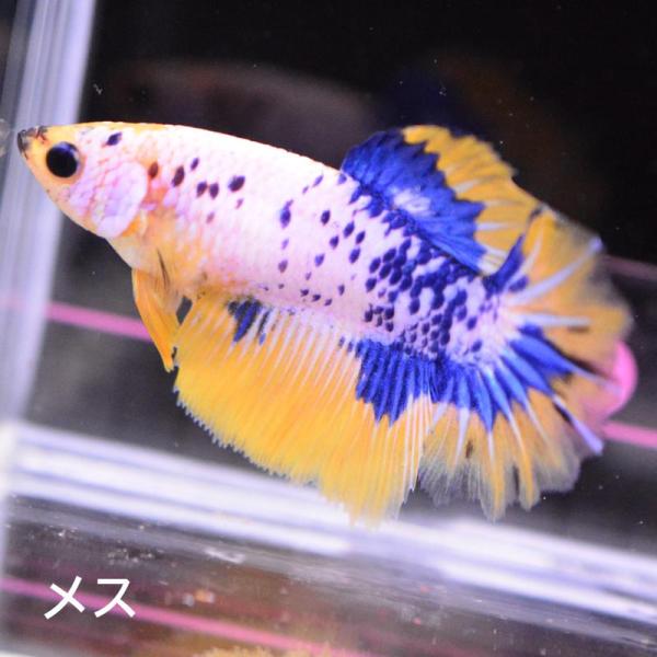 タイ産　サイズM★体長（ヒレを含まないボディのみのサイズ）S：2〜3cm程度M：3〜4cm程度L：4cm以上★発送、お引き渡し死着保証の関係もあり、お届け日指定は必須となります。お届け日指定は、ご注文より5日間までに限らせて頂きます。お届け...