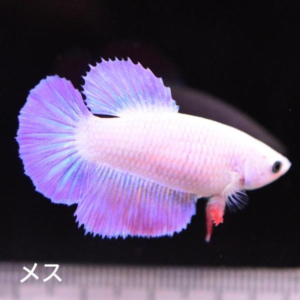 タイ産　サイズM★体長（ヒレを含まないボディのみのサイズ）S：2〜3cm程度M：3〜4cm程度L：4cm以上★発送、お引き渡し死着保証の関係もあり、お届け日指定は必須となります。お届け日指定は、ご注文より5日間までに限らせて頂きます。お届け...