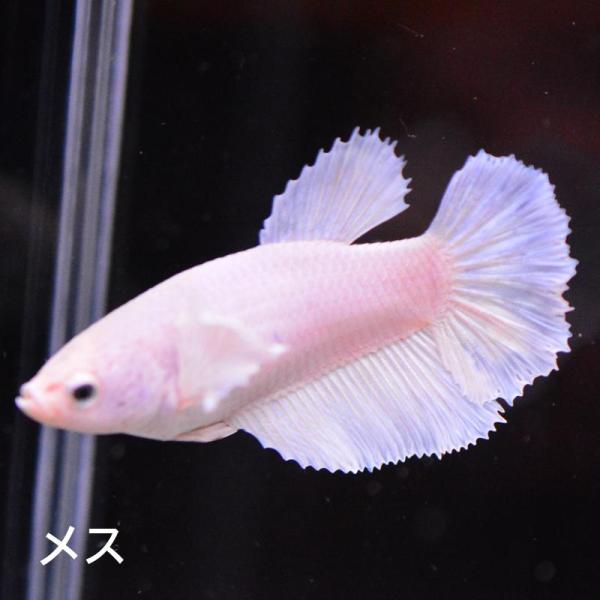 タイ産　サイズL★体長（ヒレを含まないボディのみのサイズ）S：2〜3cm程度M：3〜4cm程度L：4cm以上★発送、お引き渡し死着保証の関係もあり、お届け日指定は必須となります。お届け日指定は、ご注文より5日間までに限らせて頂きます。お届け...