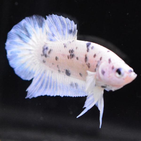 インドネシア産　サイズM★体長（ヒレを含まないボディのみのサイズ）S：2〜3cm程度M：3〜4cm程度L：4cm以上★発送、お引き渡し死着保証の関係もあり、お届け日指定は必須となります。お届け日指定は、ご注文より5日間までに限らせて頂きます...