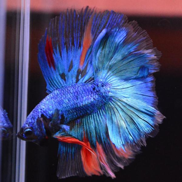 タイ産　サイズM★体長（ヒレを含まないボディのみのサイズ）S：2〜3cm程度M：3〜4cm程度L：4cm以上★発送、お引き渡し死着保証の関係もあり、お届け日指定は必須となります。お届け日指定は、ご注文より5日間までに限らせて頂きます。お届け...