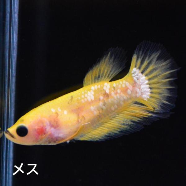 タイ産　サイズM★体長（ヒレを含まないボディのみのサイズ）S：2〜3cm程度M：3〜4cm程度L：4cm以上★発送、お引き渡し死着保証の関係もあり、お届け日指定は必須となります。お届け日指定は、ご注文より5日間までに限らせて頂きます。お届け...