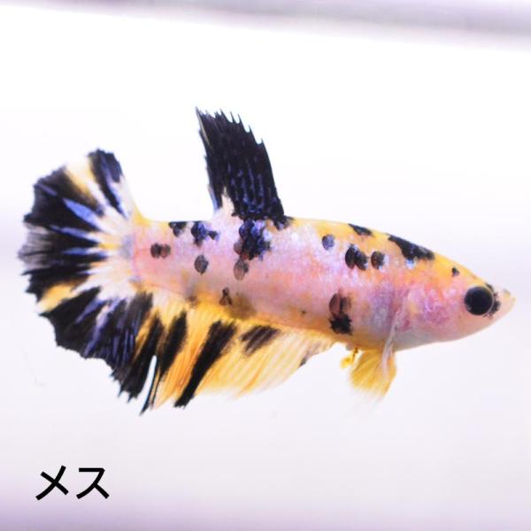 タイ産　サイズM★体長（ヒレを含まないボディのみのサイズ）S：2〜3cm程度M：3〜4cm程度L：4cm以上★発送、お引き渡し死着保証の関係もあり、お届け日指定は必須となります。お届け日指定は、ご注文より5日間までに限らせて頂きます。お届け...