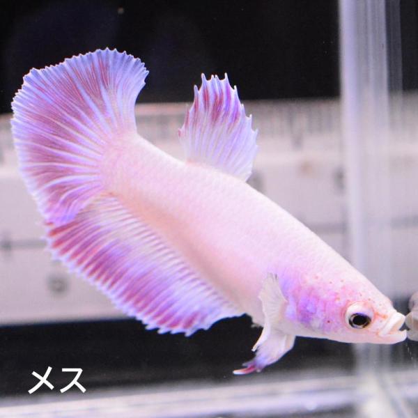 タイ産　サイズM★体長（ヒレを含まないボディのみのサイズ）S：2〜3cm程度M：3〜4cm程度L：4cm以上★発送、お引き渡し死着保証の関係もあり、お届け日指定は必須となります。お届け日指定は、ご注文より5日間までに限らせて頂きます。お届け...