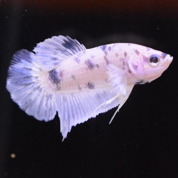 インドネシア産　サイズM生後約5-6か月の為割引価格です★体長（ヒレを含まないボディのみのサイズ）S：2〜3cm程度M：3〜4cm程度L：4cm以上★発送、お引き渡し死着保証の関係もあり、お届け日指定は必須となります。お届け日指定は、ご注文...