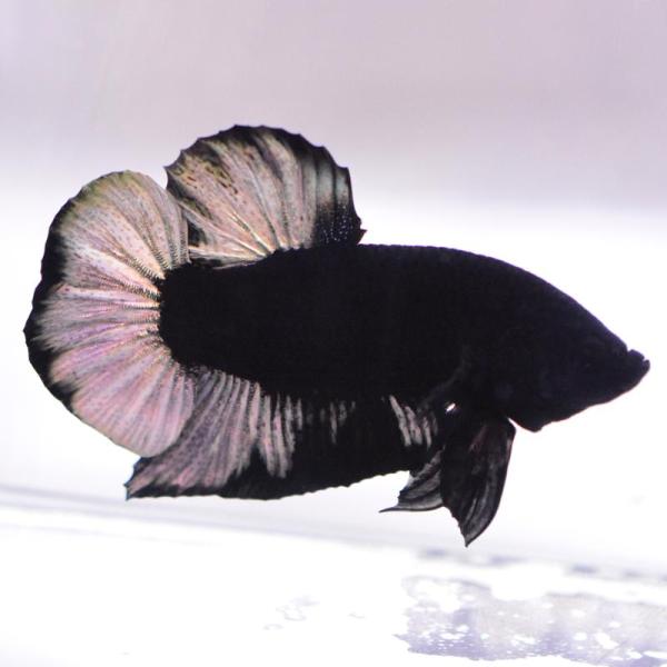インドネシア産　サイズLL（5.0cmくらいあります）★体長（ヒレを含まないボディのみのサイズ）S：2〜3cm程度M：3〜4cm程度L：4cm以上★発送、お引き渡し死着保証の関係もあり、お届け日指定は必須となります。お届け日指定は、ご注文よ...