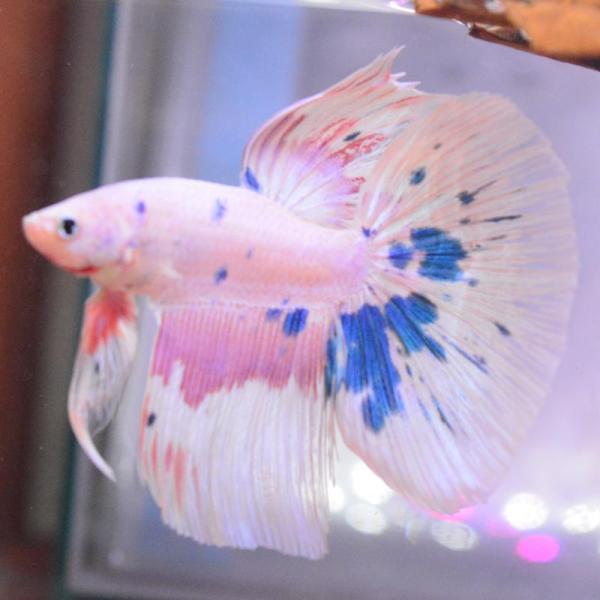 タイ産　サイズLL(全長約：8.0ｃm)　★発送、お引き渡し・地域最短時間受け取り（例：東京の場合午前着指定）で死着保障がつきます。ヤマト運輸、お届け予定日検索から発地4240902、着地へお客様の郵便番号を入力していただくと最短時間が表示...