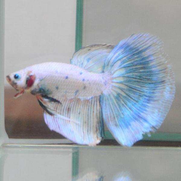 タイ産　サイズLL(全長約：7.0ｃm)　★発送、お引き渡し・地域最短時間受け取り（例：東京の場合午前着指定）で死着保障がつきます。ヤマト運輸、お届け予定日検索から発地4240902、着地へお客様の郵便番号を入力していただくと最短時間が表示...